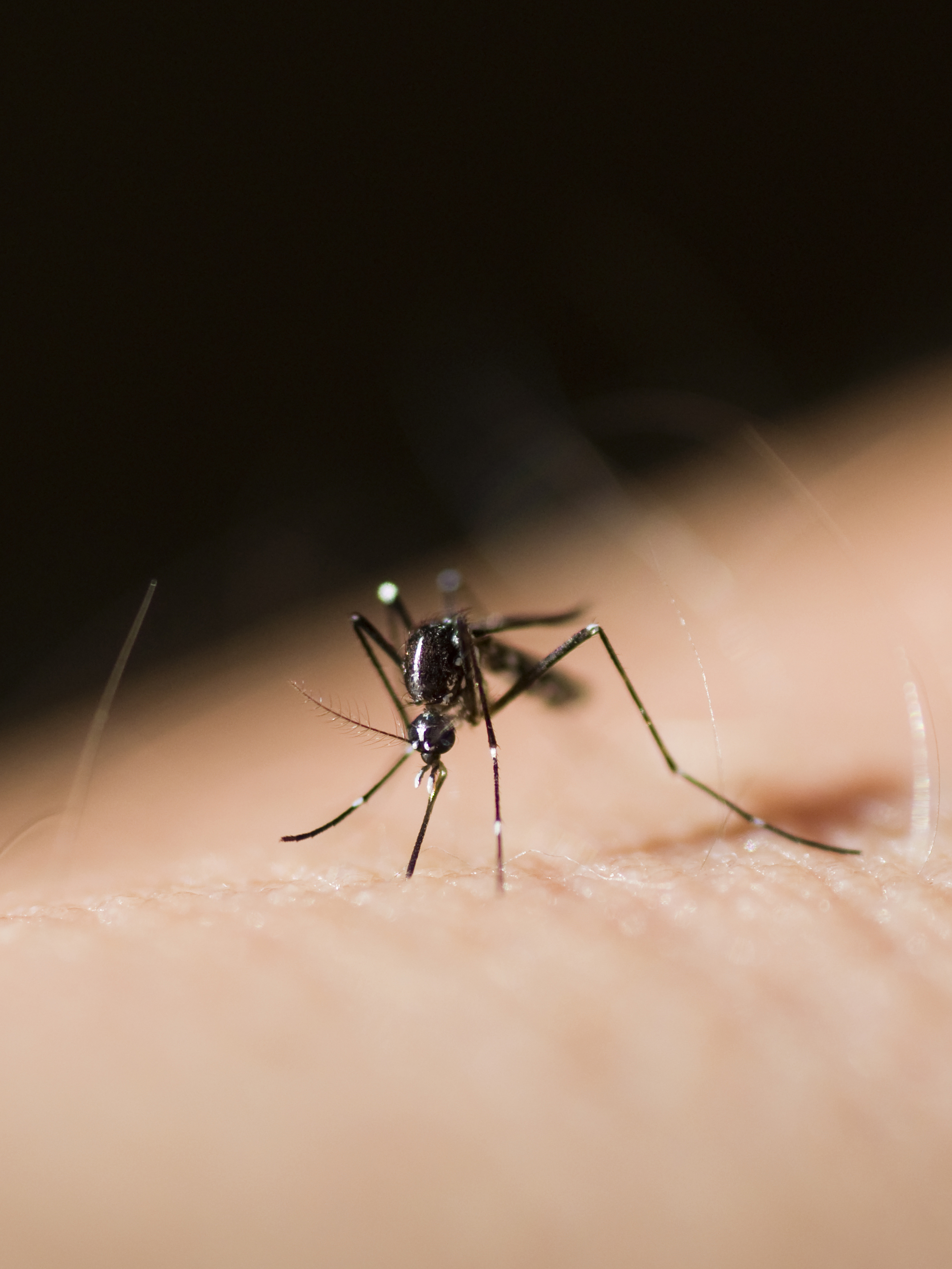 Mosquito Management – Hawk Pest Solutions